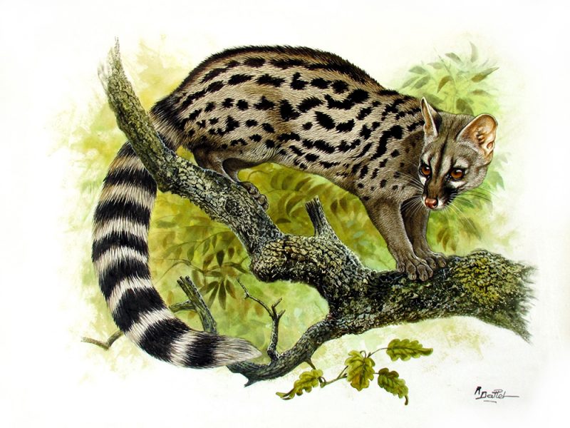 COMMON GENET – Robert DALLET