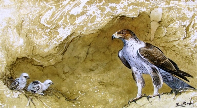 BONELLI’S EAGLE – Robert DALLET