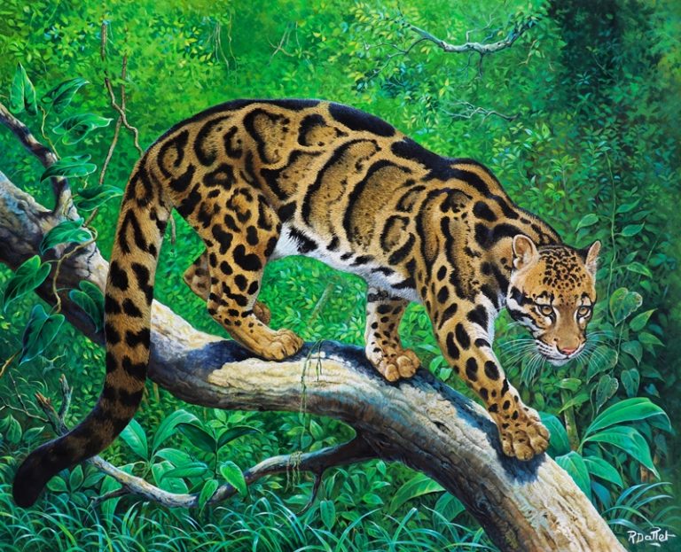 PANTHÈRE NÉBULEUSE ou LONGIBANDE – Robert DALLET